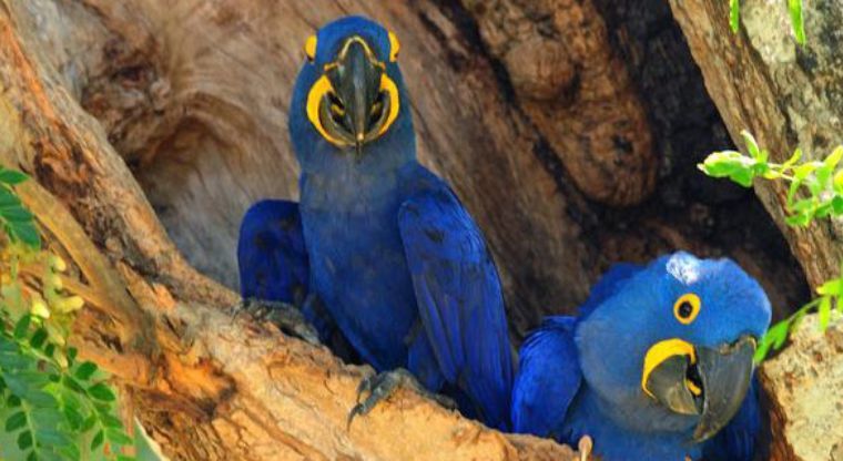Loros de plumajes azules son descubiertos en Yucatán | Telemar Campeche TV